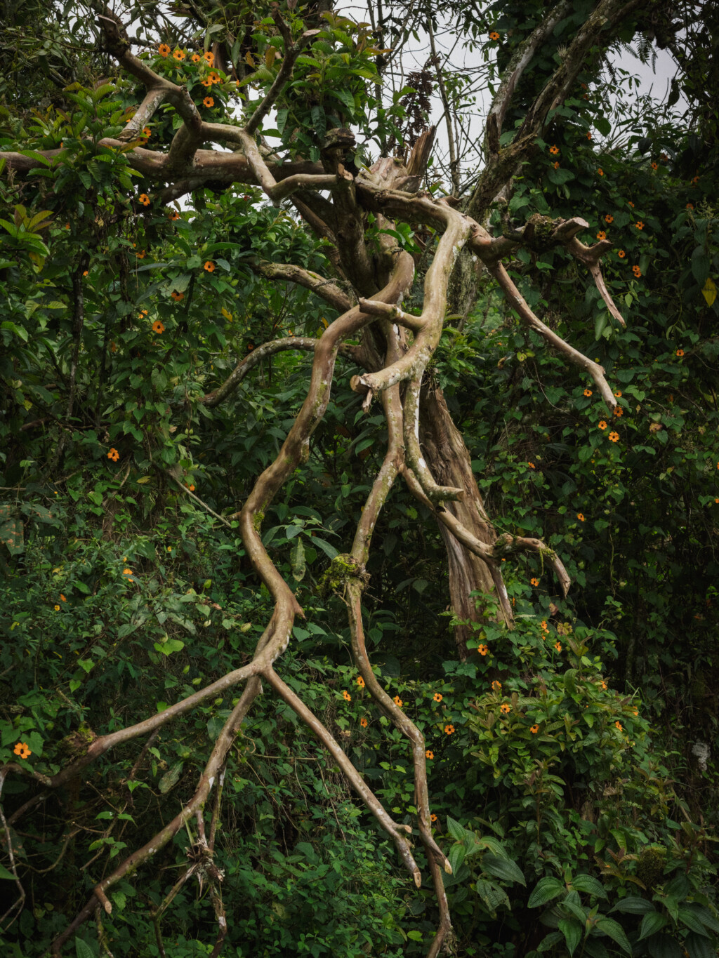 FOTODOKS — Maria Sturm How to Kill a Tree